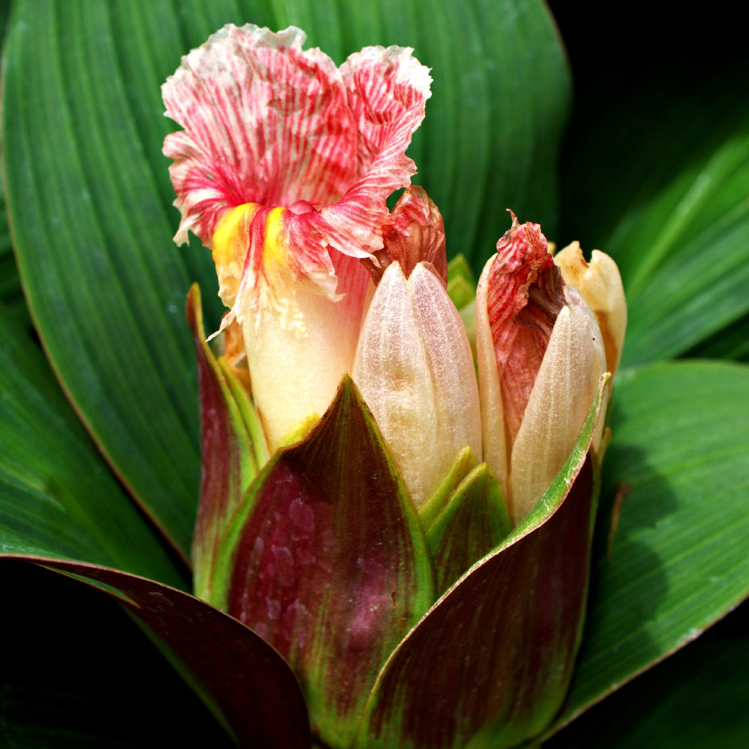 Costus - PictureThis