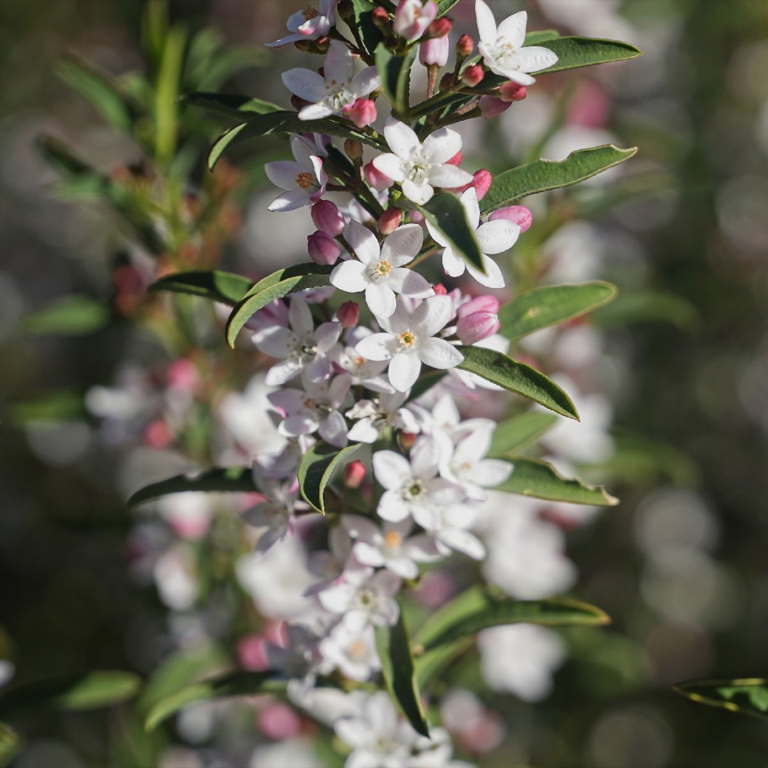 Philotheca - PictureThis