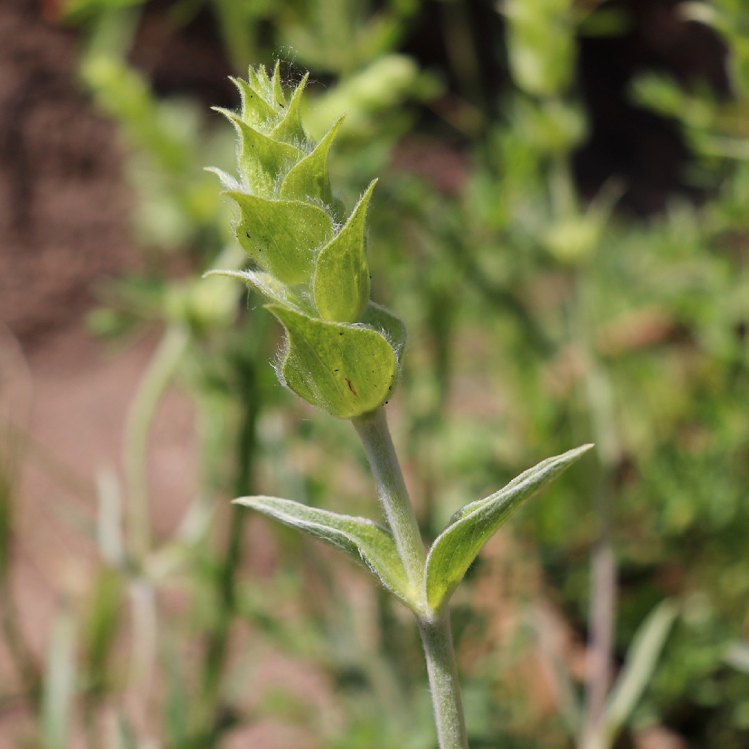 🌱 How to Propagate Mountain tea