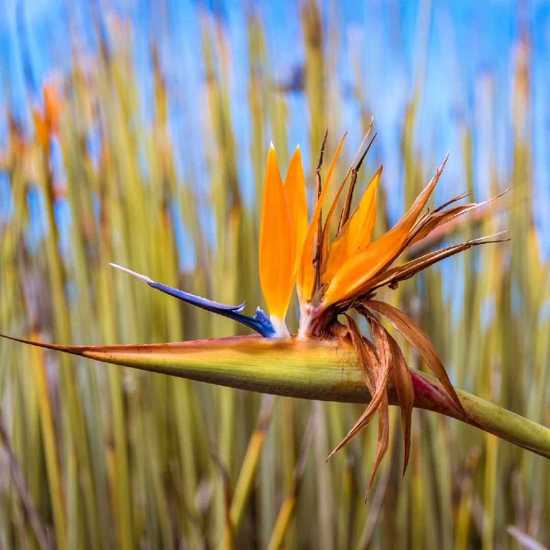 Strelitzia juncea - PictureThis