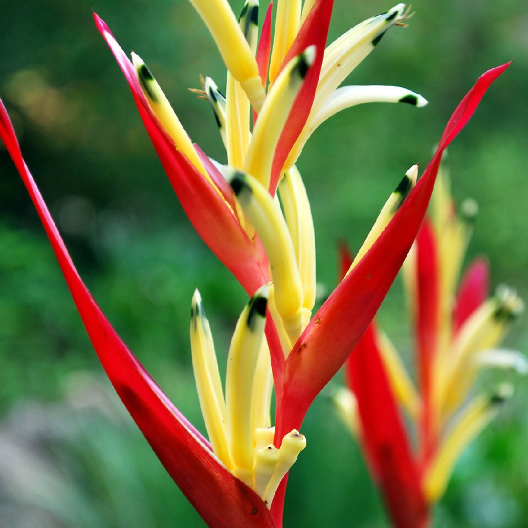 Heliconia - PictureThis