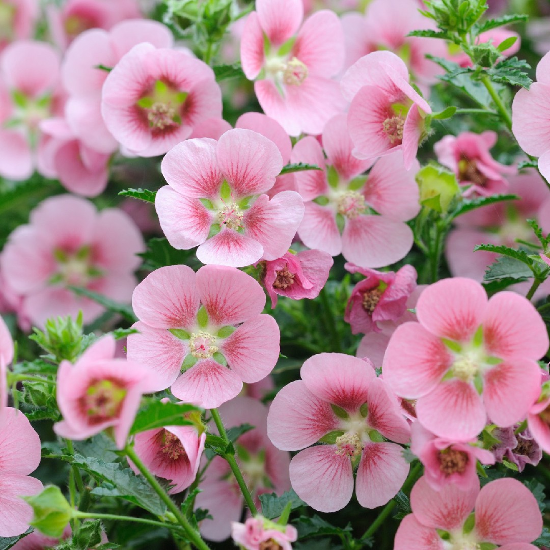 African mallows (Anisodontea) Flower, Leaf, Care, Uses - PictureThis
