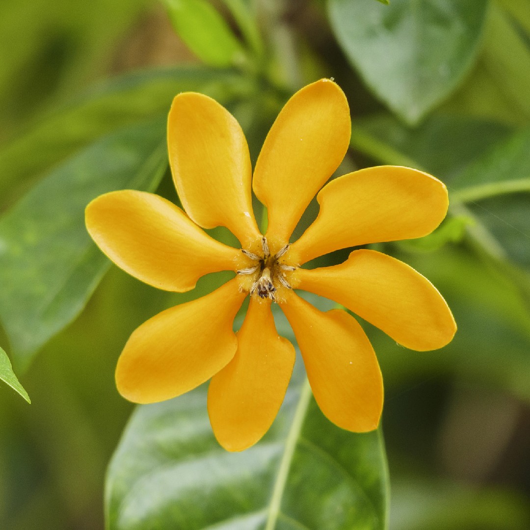 Gardenia mutabilis - PictureThis