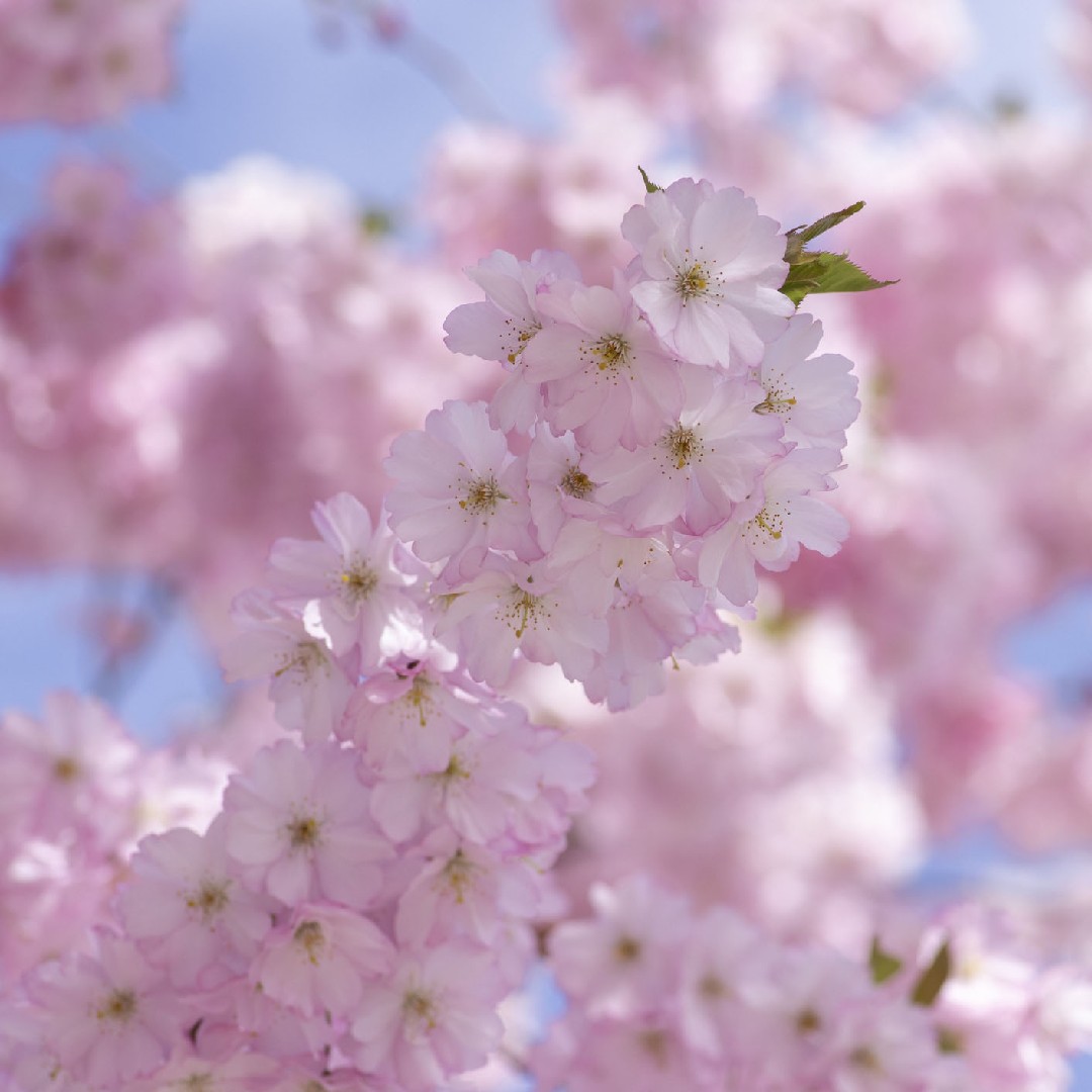 Prunus Flower, Leaf, Care, Uses - PictureThis