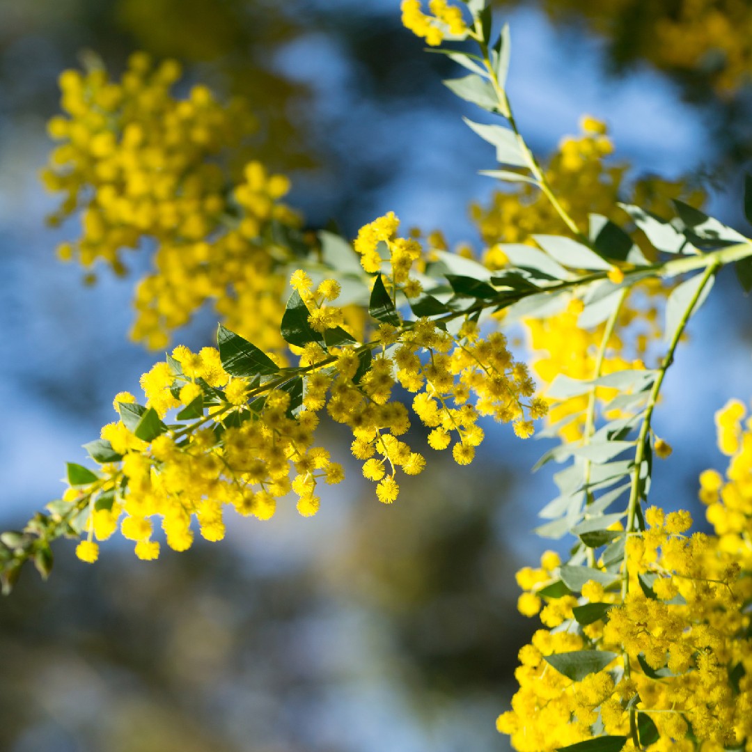 How to identify Knife acacia (Acacia cultriformis)