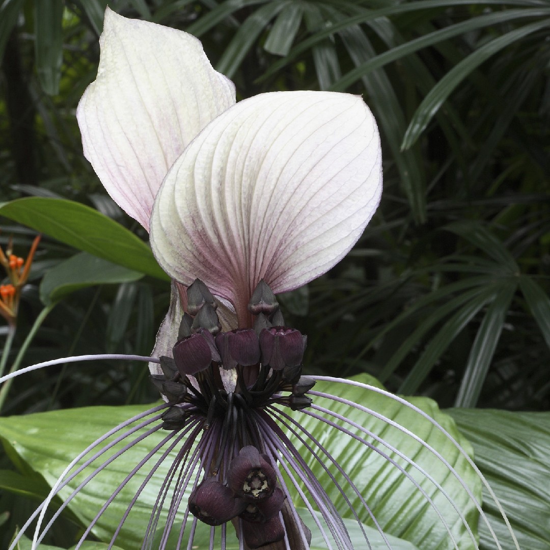 Flores de murciélago (Tacca) - PictureThis