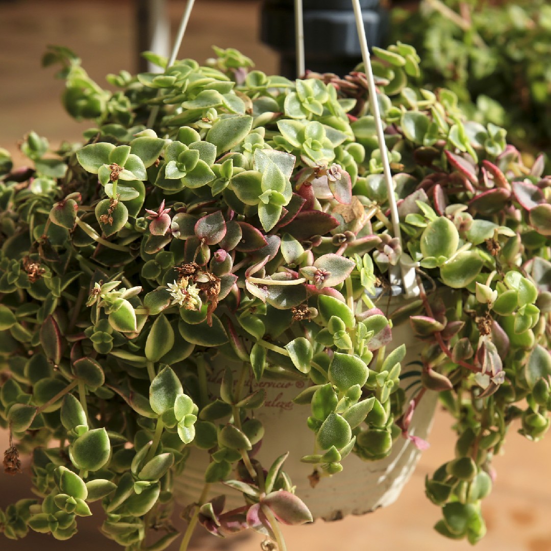 Crasulas (Crassula) - PictureThis
