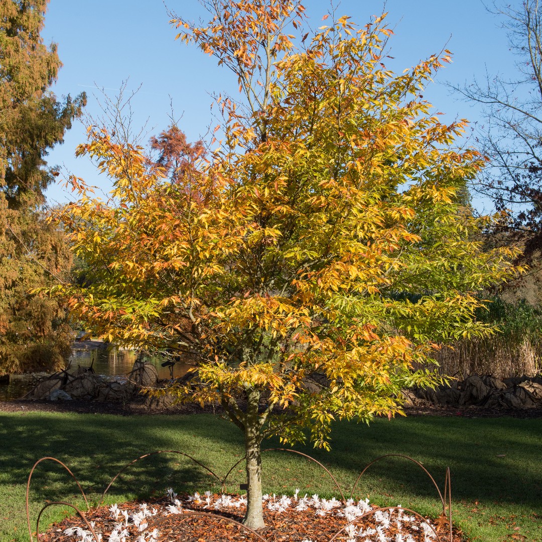Beeches (Fagus) Flower, Leaf, Care, Uses - PictureThis