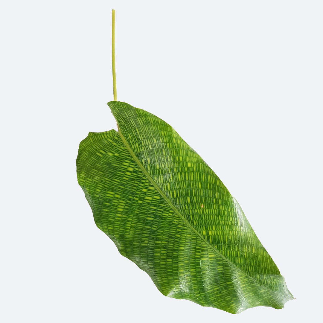 Calathea - PictureThis