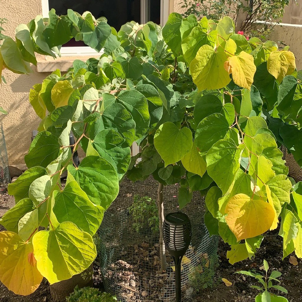 Redbuds Care (Watering, Fertilize, Pruning, Propagation) - PictureThis