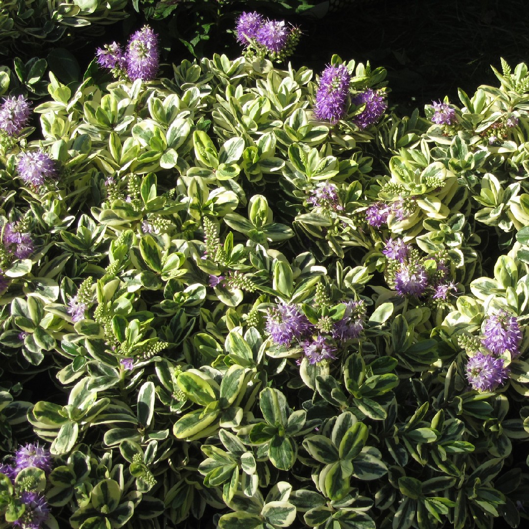 Variedades De Plantas Hebe