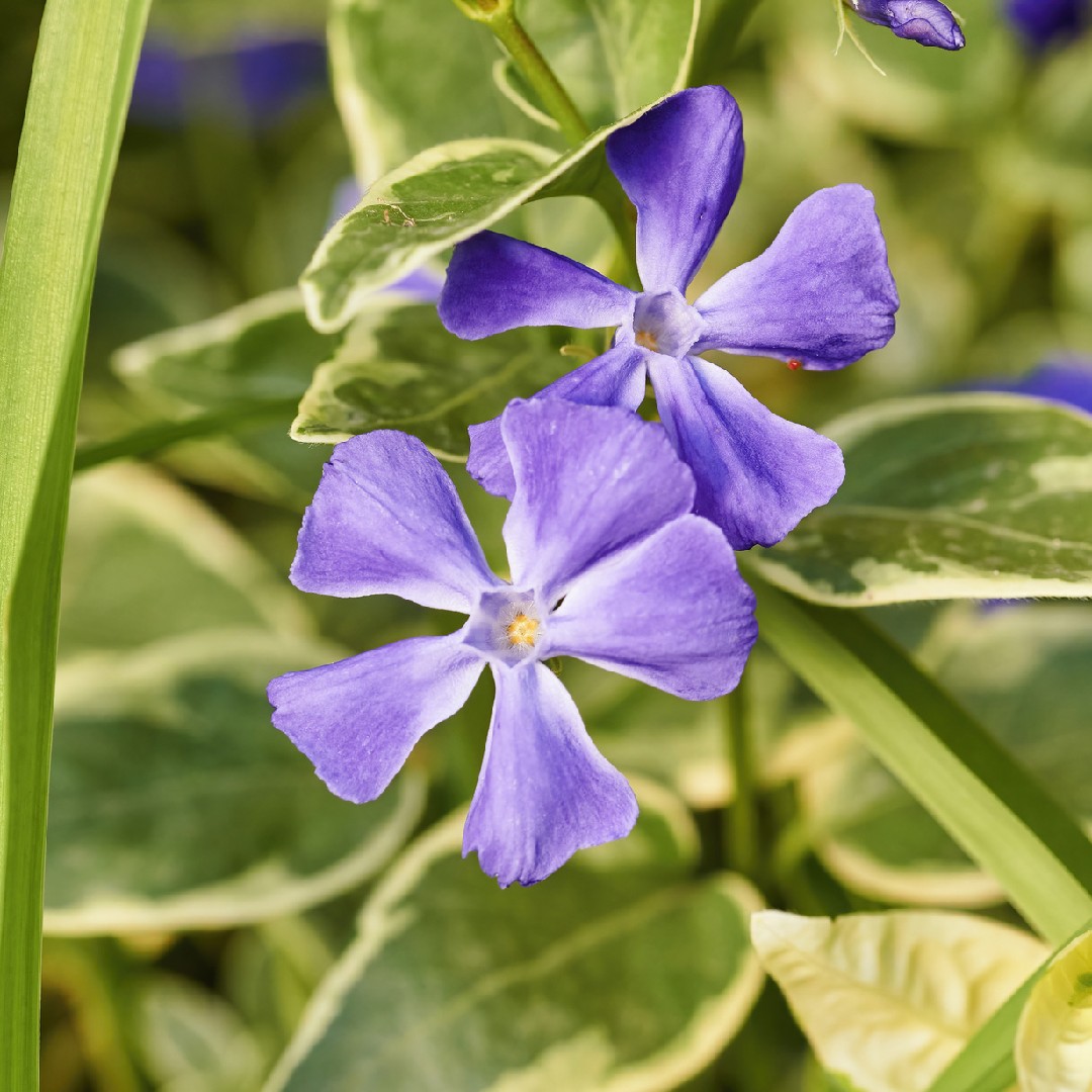 Hierbas doncella (Vinca) - PictureThis