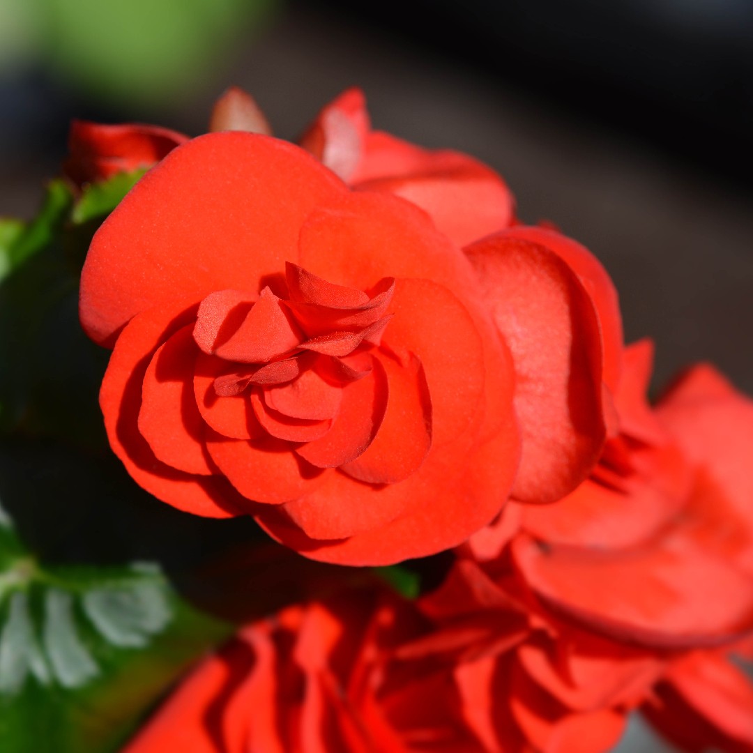 How to Grow and Care for Winter-flowering begonia