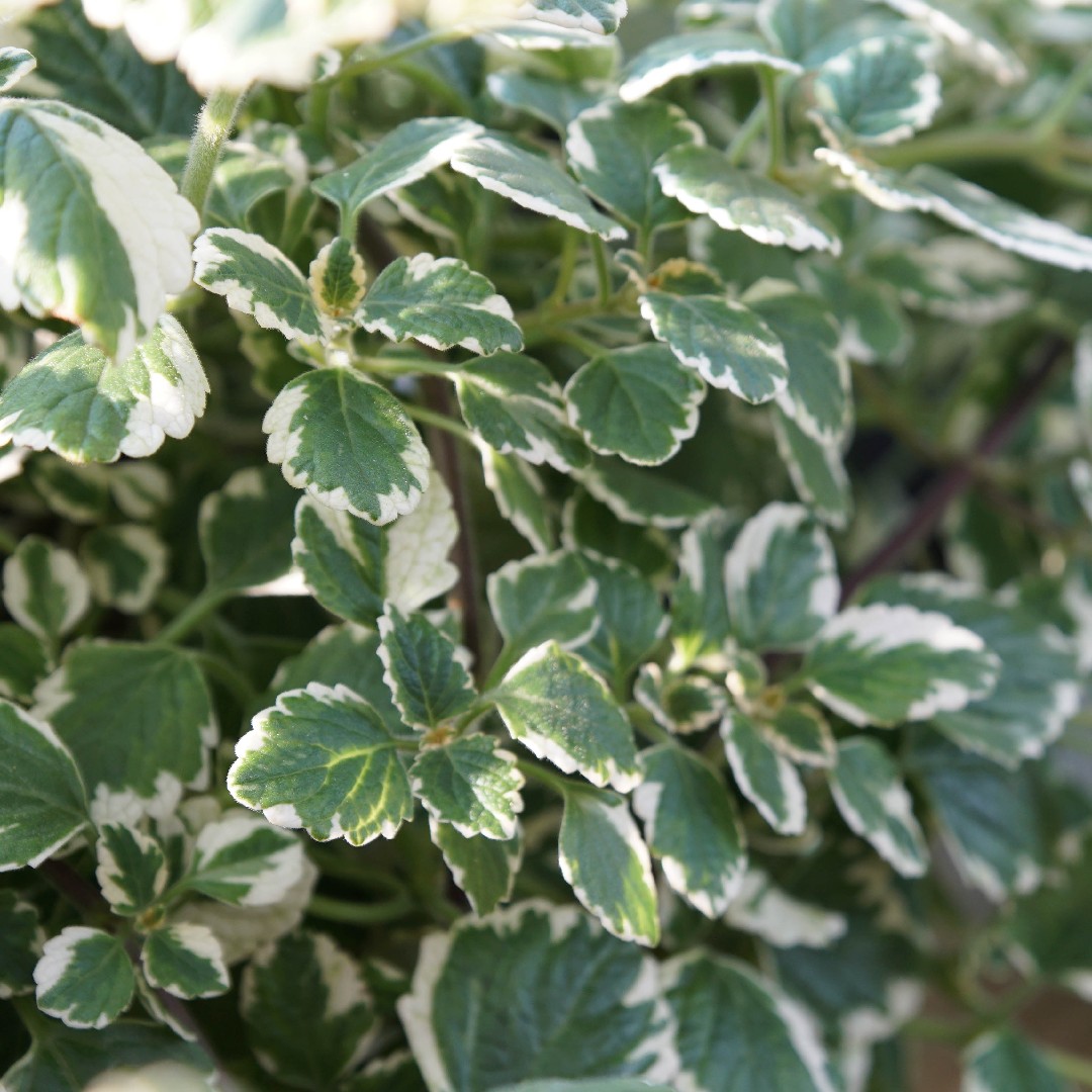 Spurflowers (Plectranthus) Flower, Leaf, Care, Uses - PictureThis