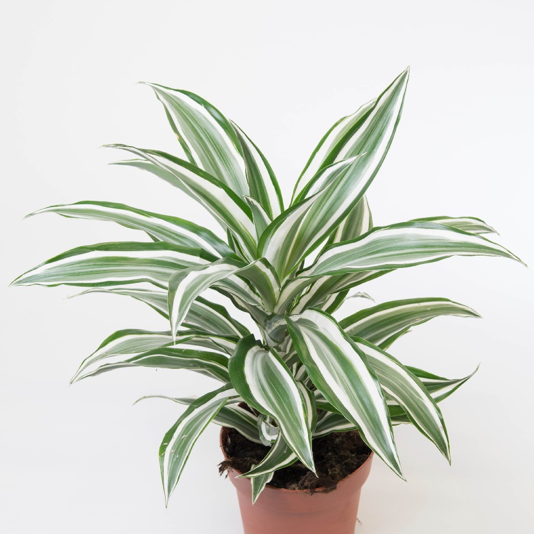 Dracaena - PictureThis