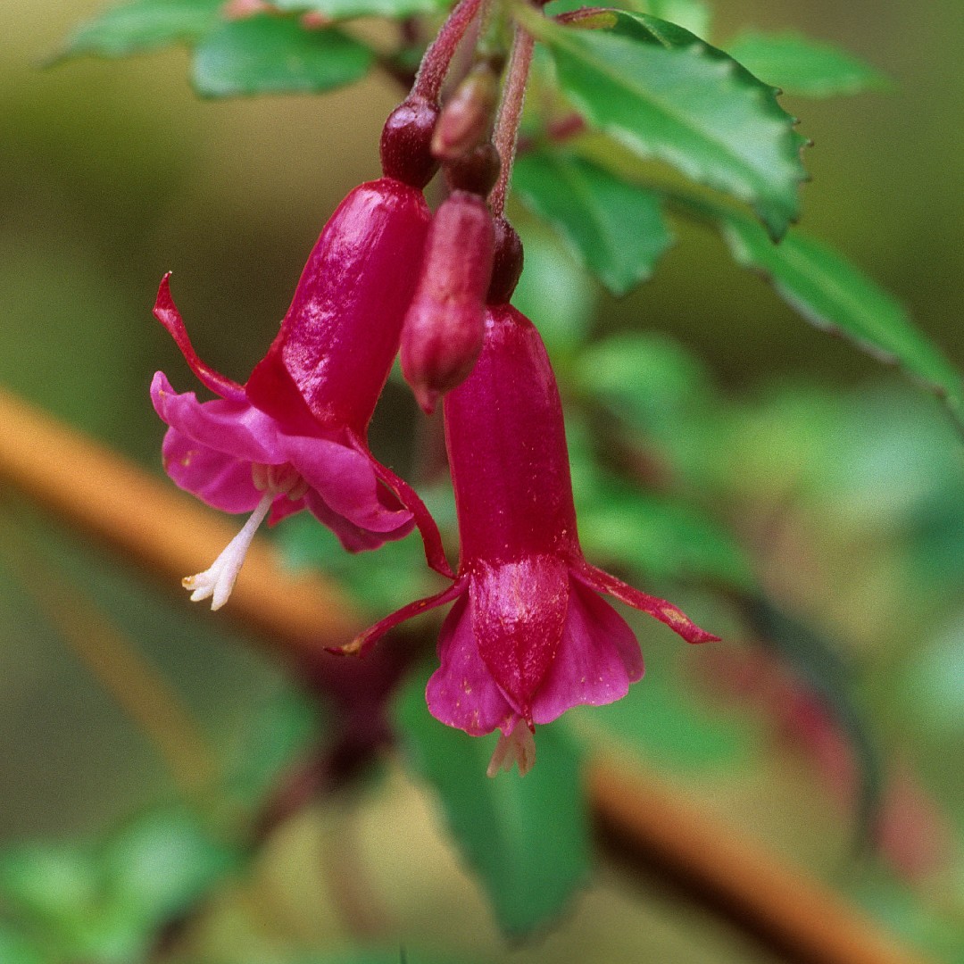 Fuchsia microphylla - PictureThis