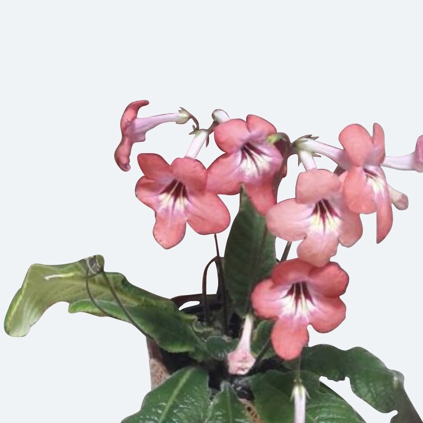 Cape primrose Care (Watering, Fertilize, Pruning, Propagation ...