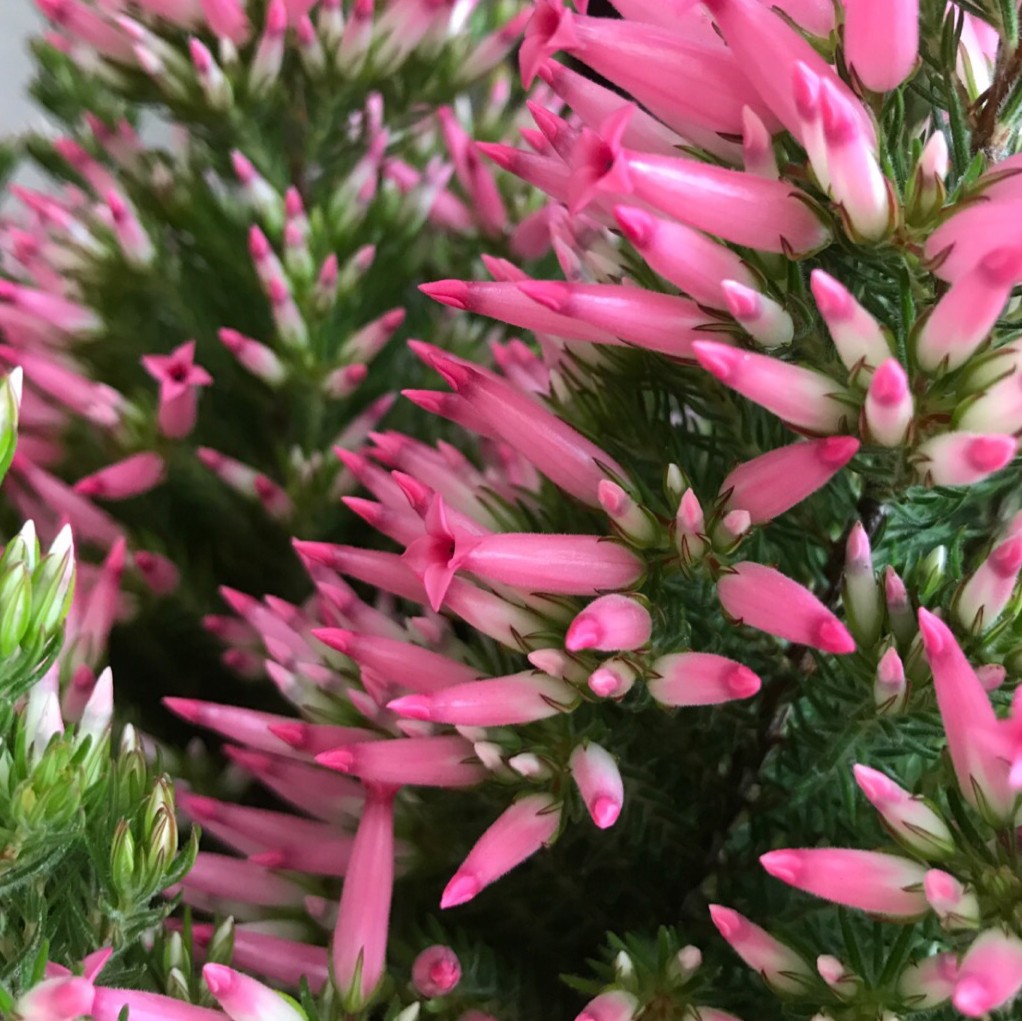 Sprengelia - PictureThis