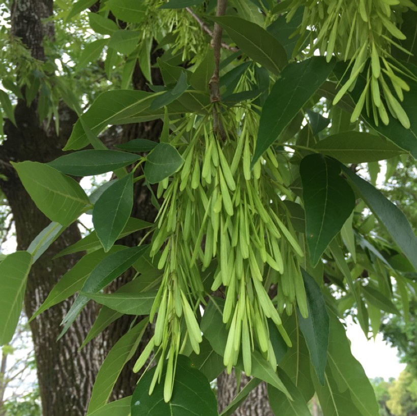 Fresno rojo americano Cuidados (Plantando, Fertilizantes, Enfermedades ...