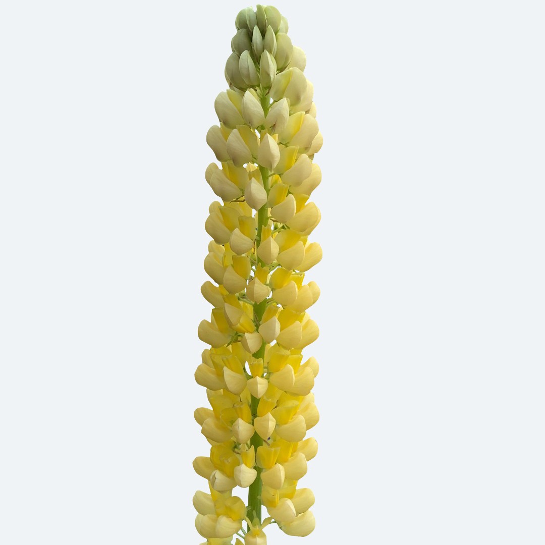 Lupinus regalis 'Gallery Yellow' - PictureThis