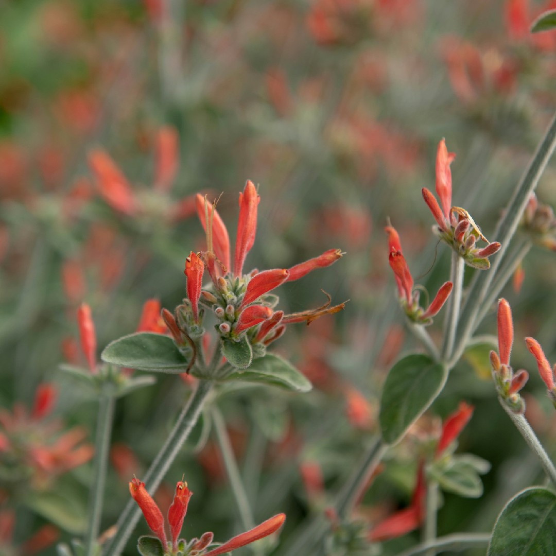 Dicliptera Flower, Leaf, Care, Uses - PictureThis