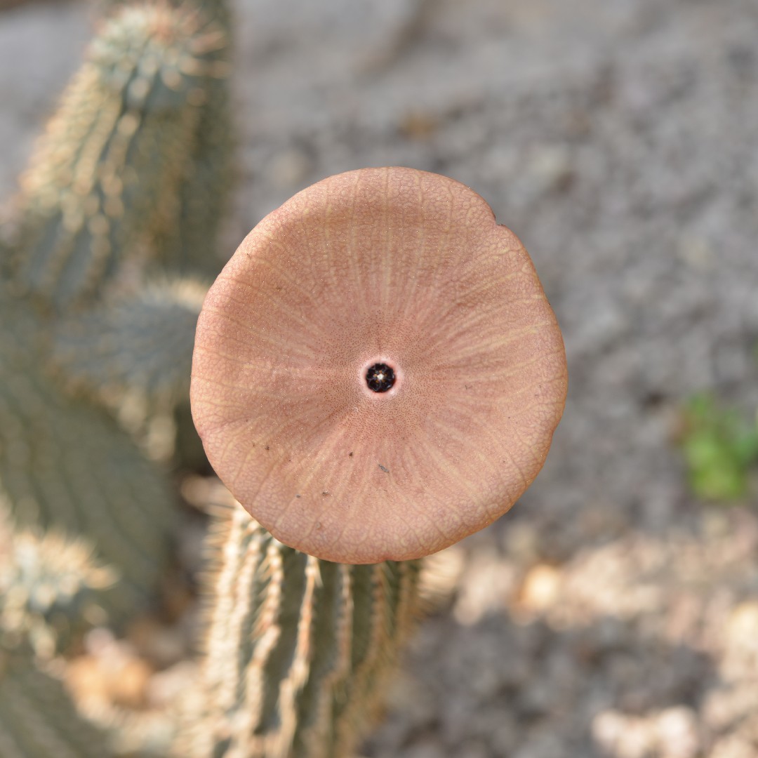 Ceropegia gordonii - PictureThis