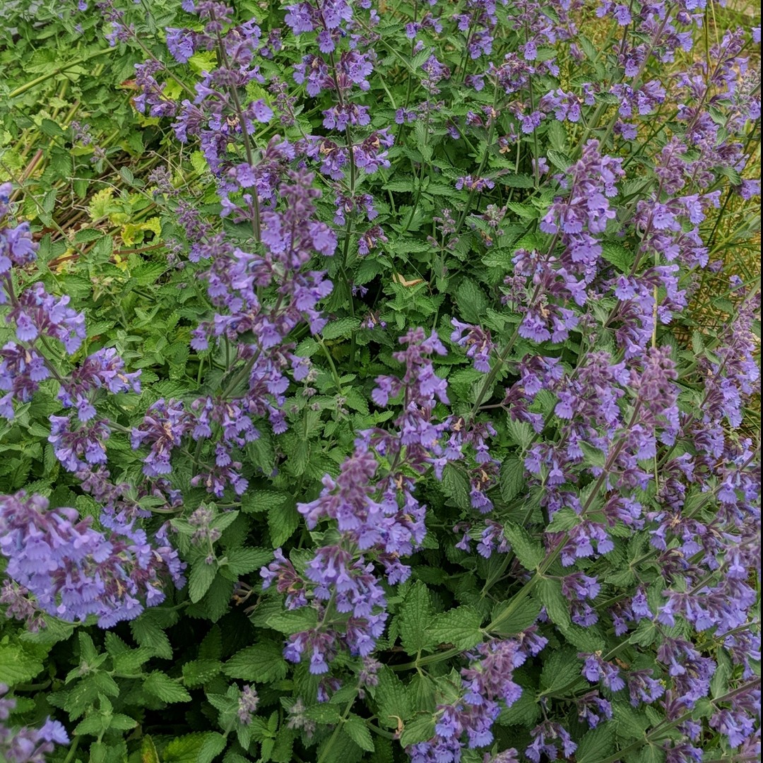 Catnips (Nepeta) Flower, Leaf, Care, Uses - PictureThis