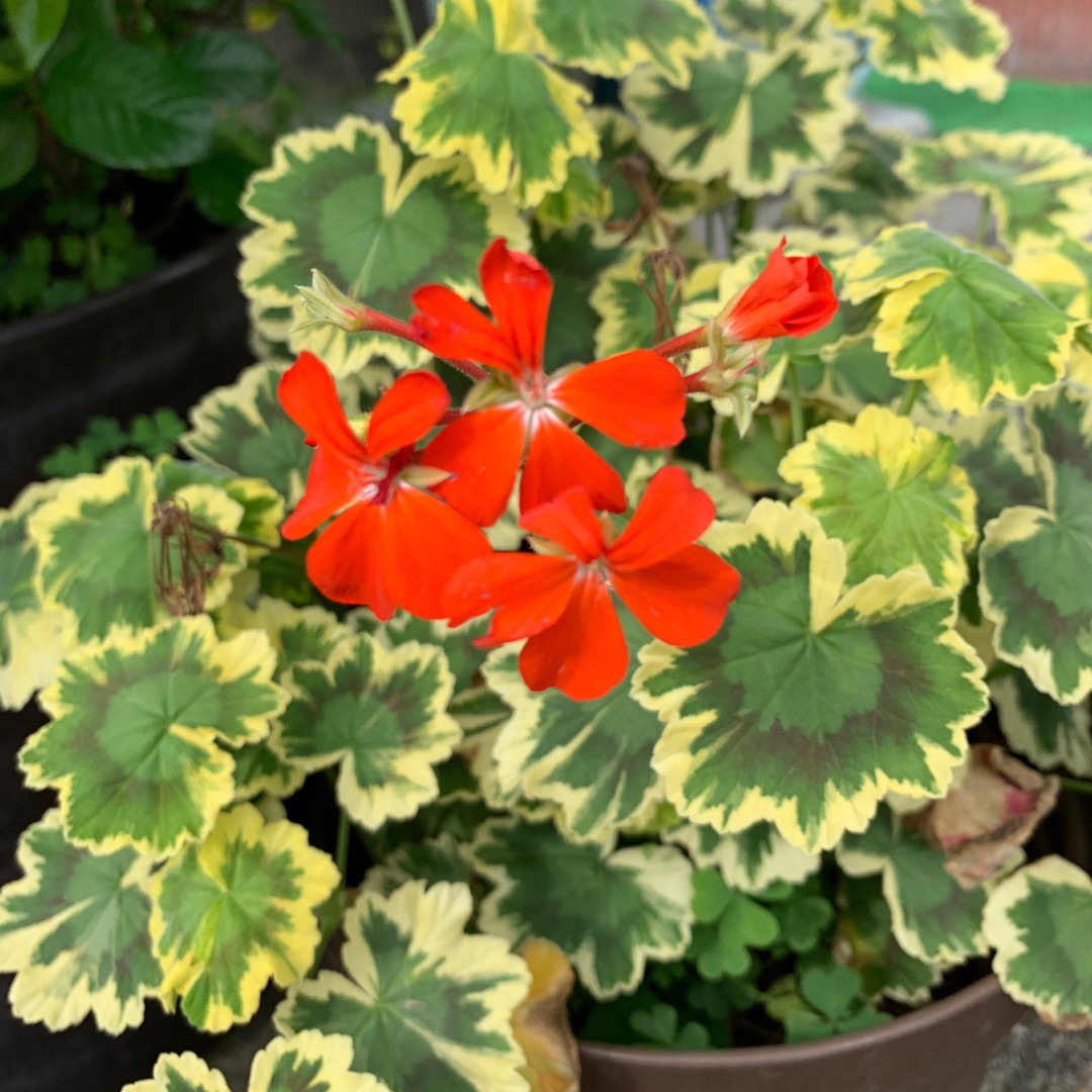 Pelargonium × hortorum 'Dolly Varden' - PictureThis