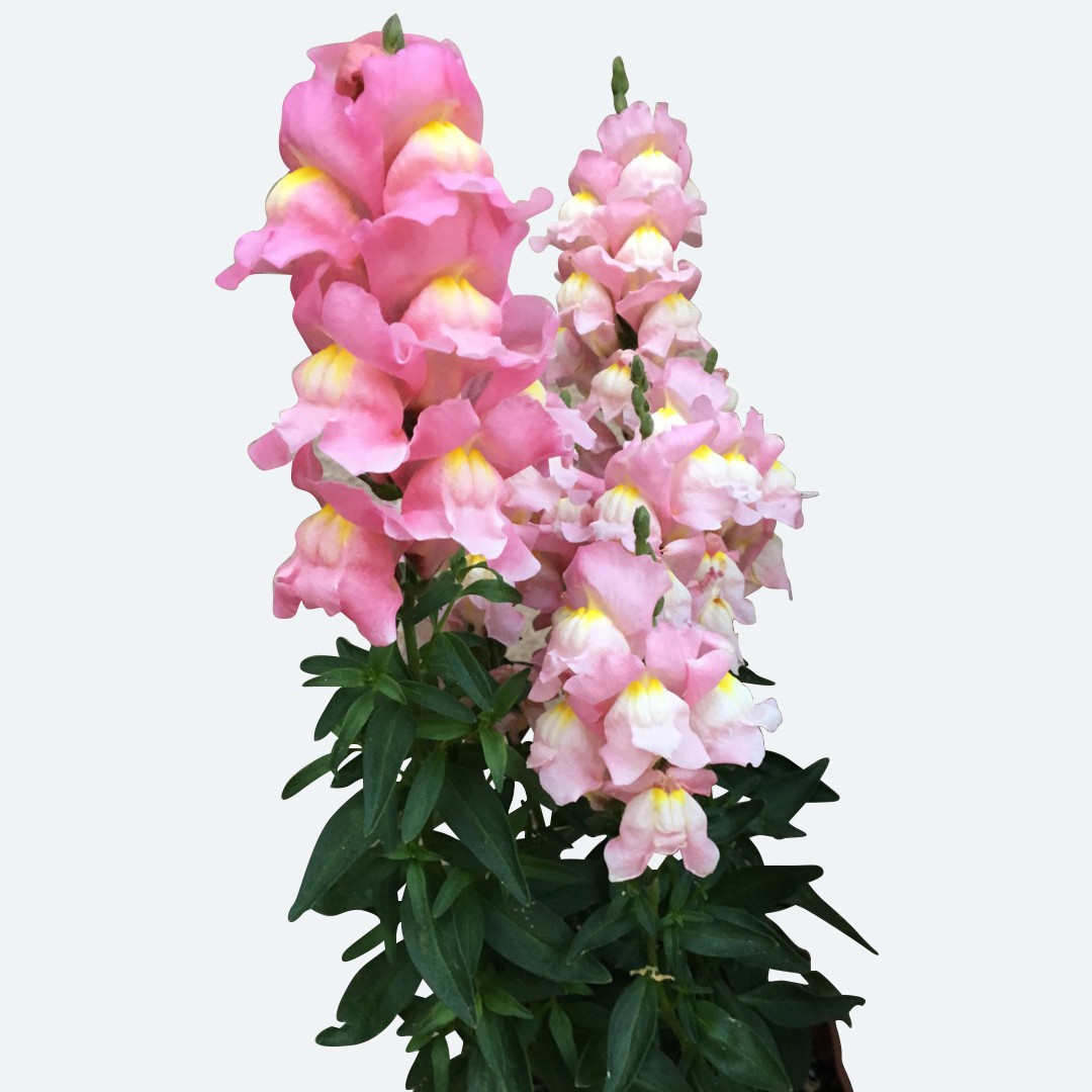 🌿 How to Transplant Garden snapdragon 'Bells Pink'? (Ideal time ...