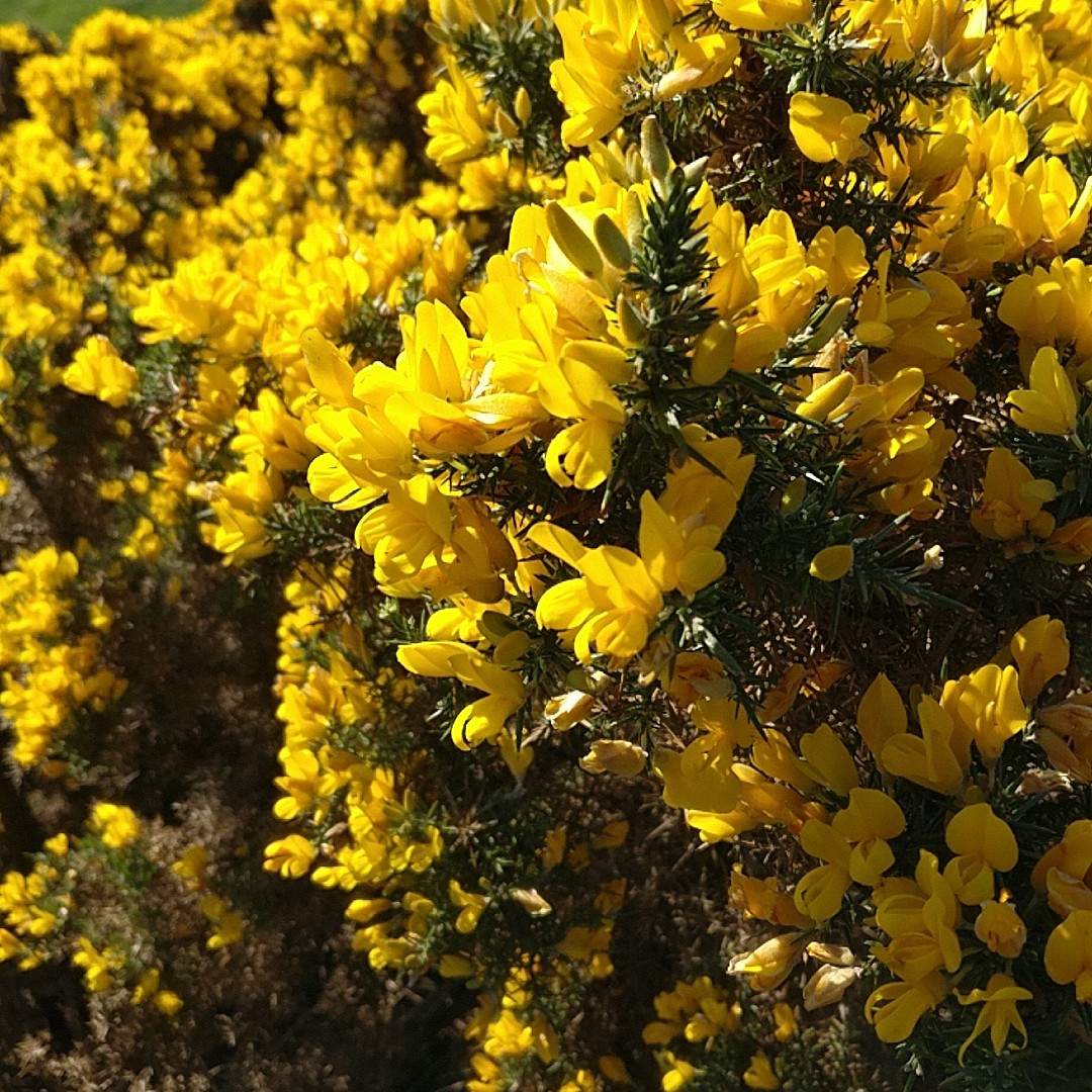 Gorses (Ulex) Flower, Leaf, Care, Uses - PictureThis