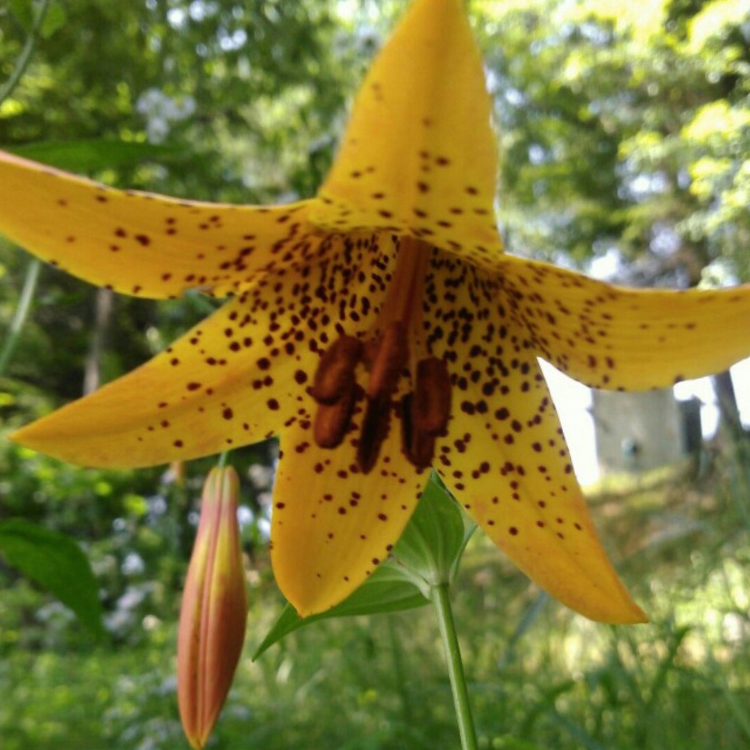 Canada lily Care (Watering, Fertilize, Pruning, Propagation) - PictureThis