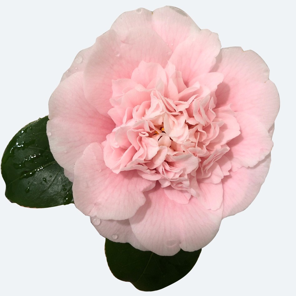 Camellia 'Sweet Emily Kate' - PictureThis