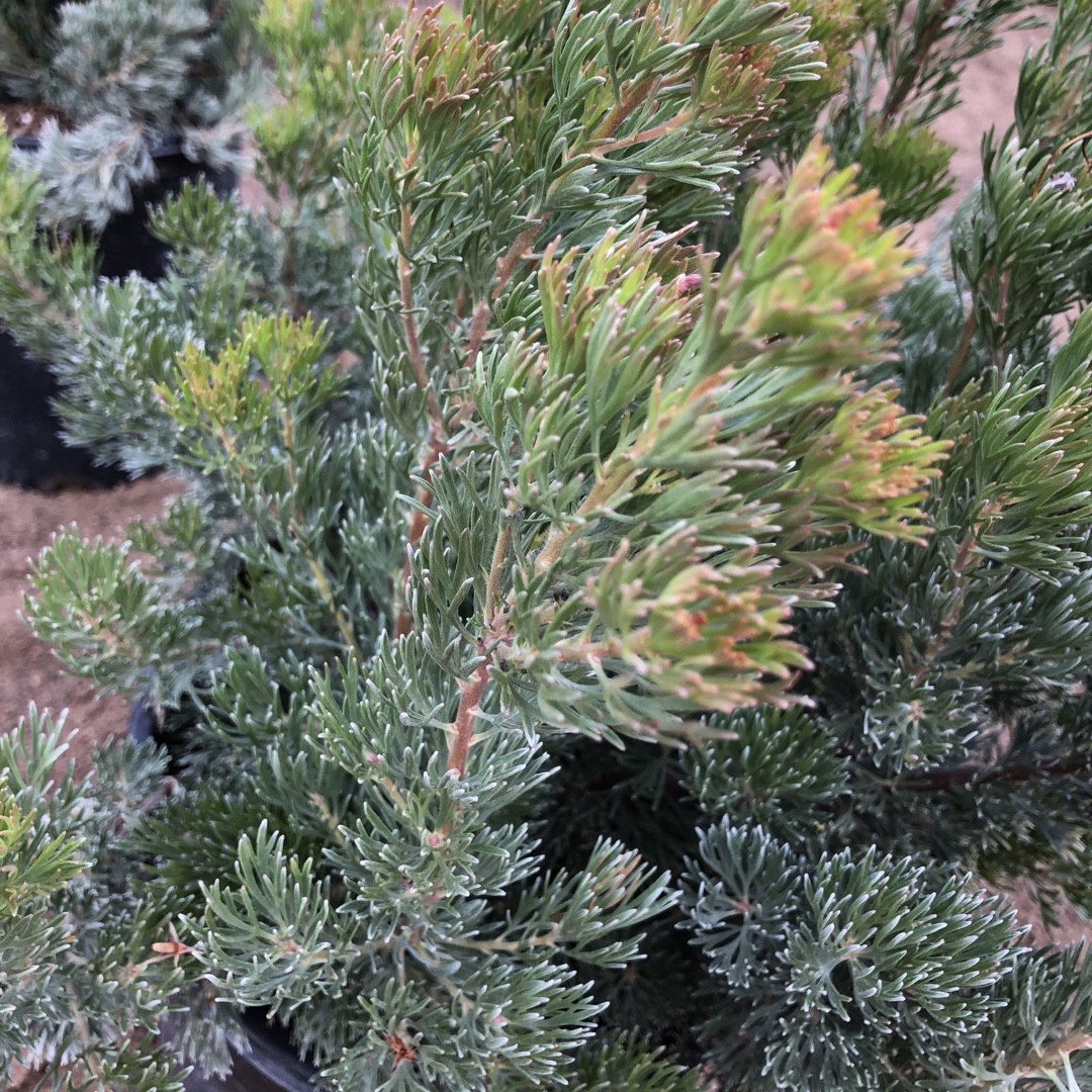 Adenanthos Flower, Leaf, Care, Uses - PictureThis