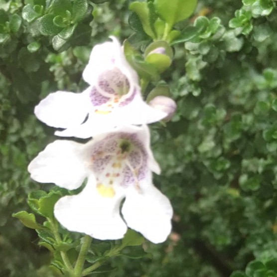 Thyridia repens - PictureThis