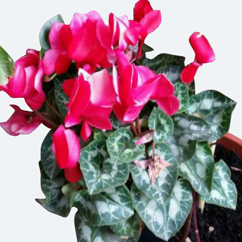 Ciclámenes (Cyclamen) - PictureThis