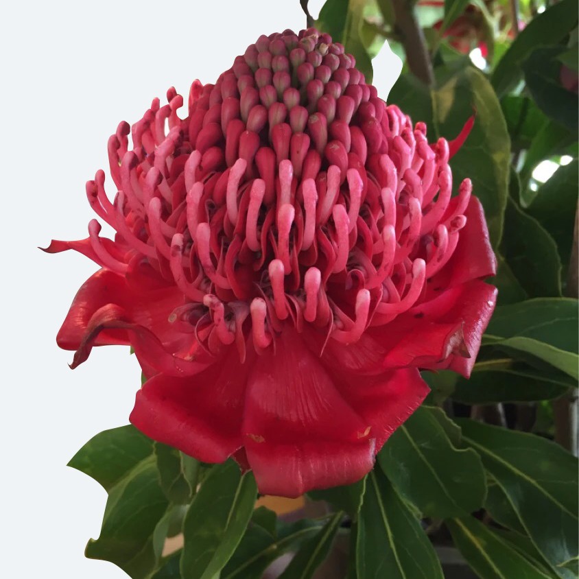 Waratahs (Telopea) Flower, Leaf, Care, Uses - PictureThis