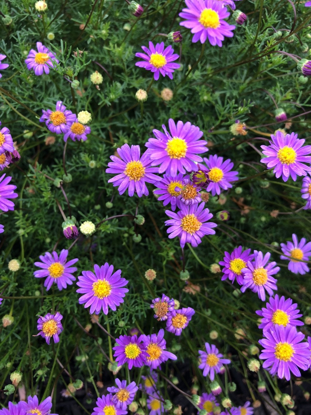 Senecio elegans - PictureThis