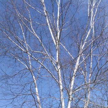 Betula Care (Watering, Fertilize, Pruning, Propagation) - PictureThis