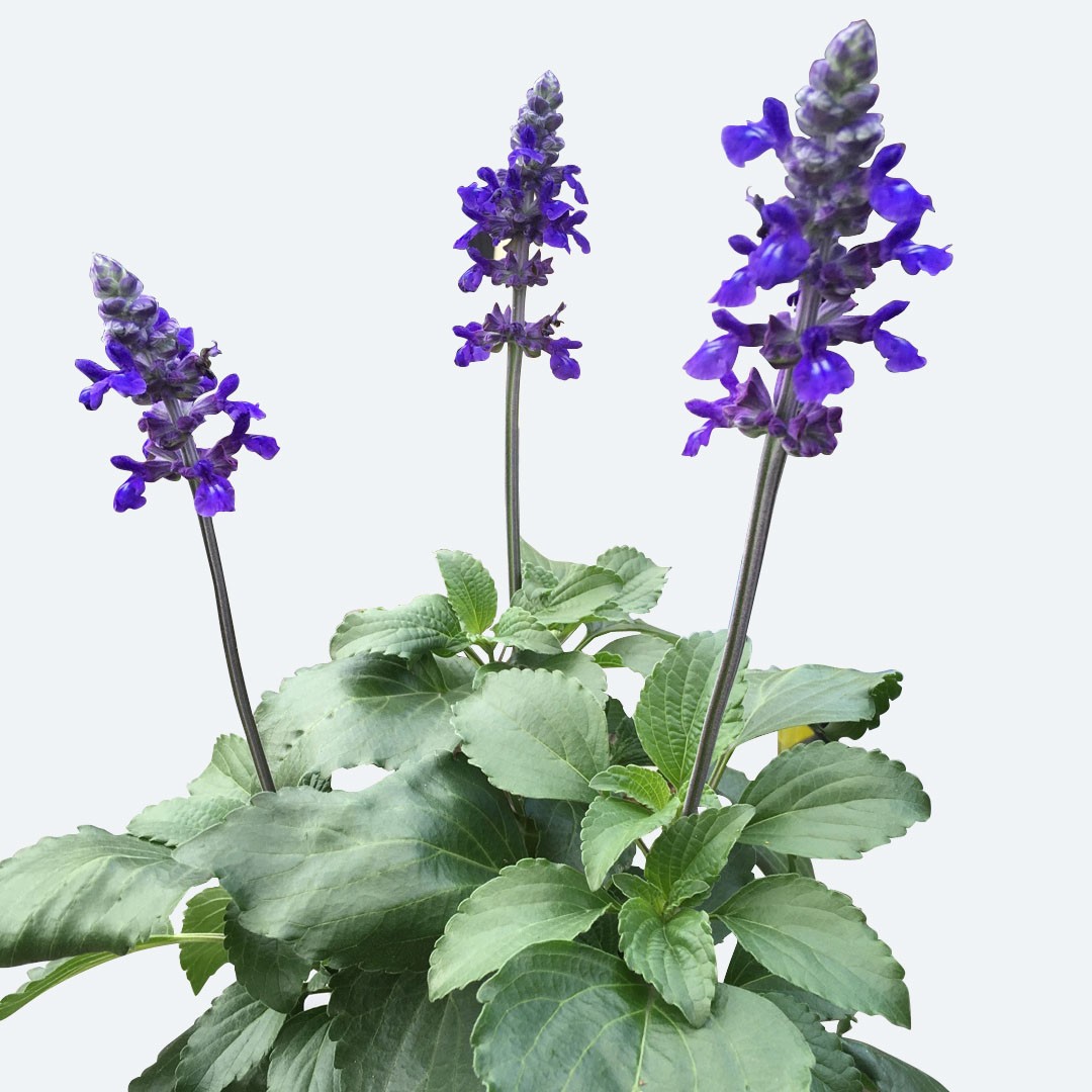 Sages 'Mystic Spires Blue' Care (Watering, Fertilize, Pruning ...
