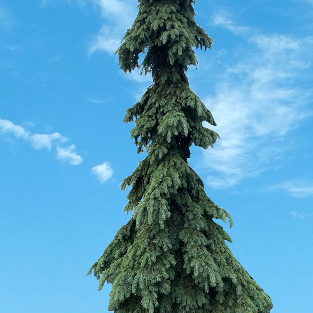 Píceas (Picea) - PictureThis