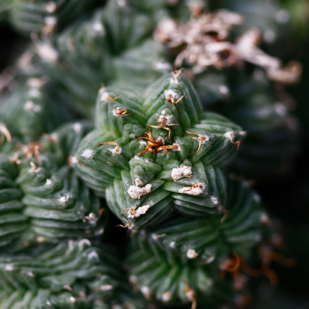 Aztekium Flower, Leaf, Care, Uses - PictureThis