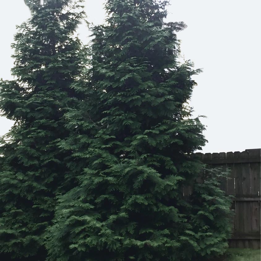 Thuja 'Green Giant' - PictureThis