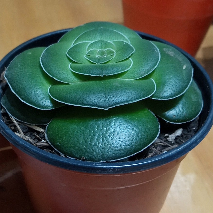Crasulas (Crassula) - PictureThis