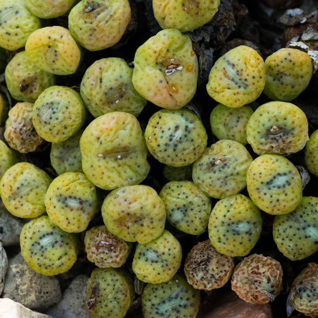 Conophytum - PictureThis