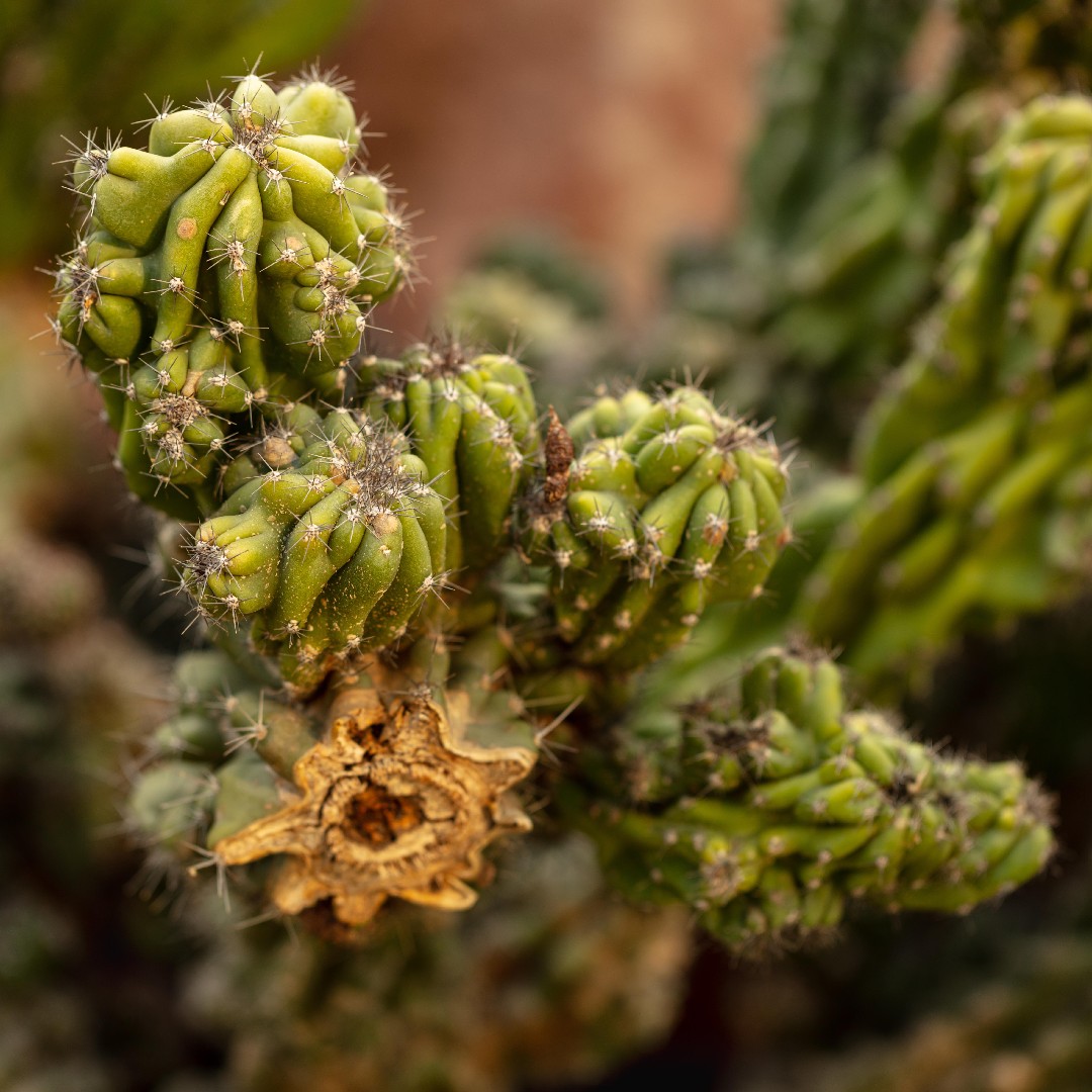 Cereus Flower, Leaf, Care, Uses - PictureThis