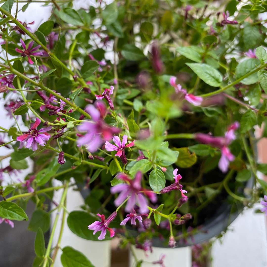 Cuphea 'Starfire Pink' - PictureThis