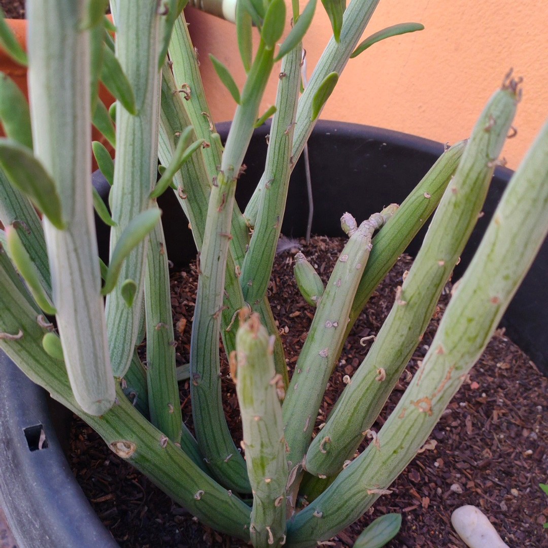 Kleinia Flower, Leaf, Care, Uses - PictureThis