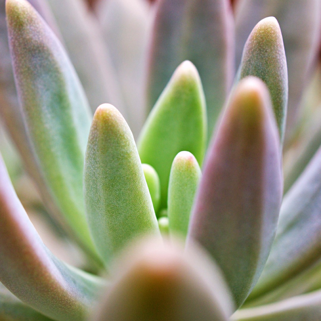 Pachyphytum Flower, Leaf, Care, Uses - PictureThis
