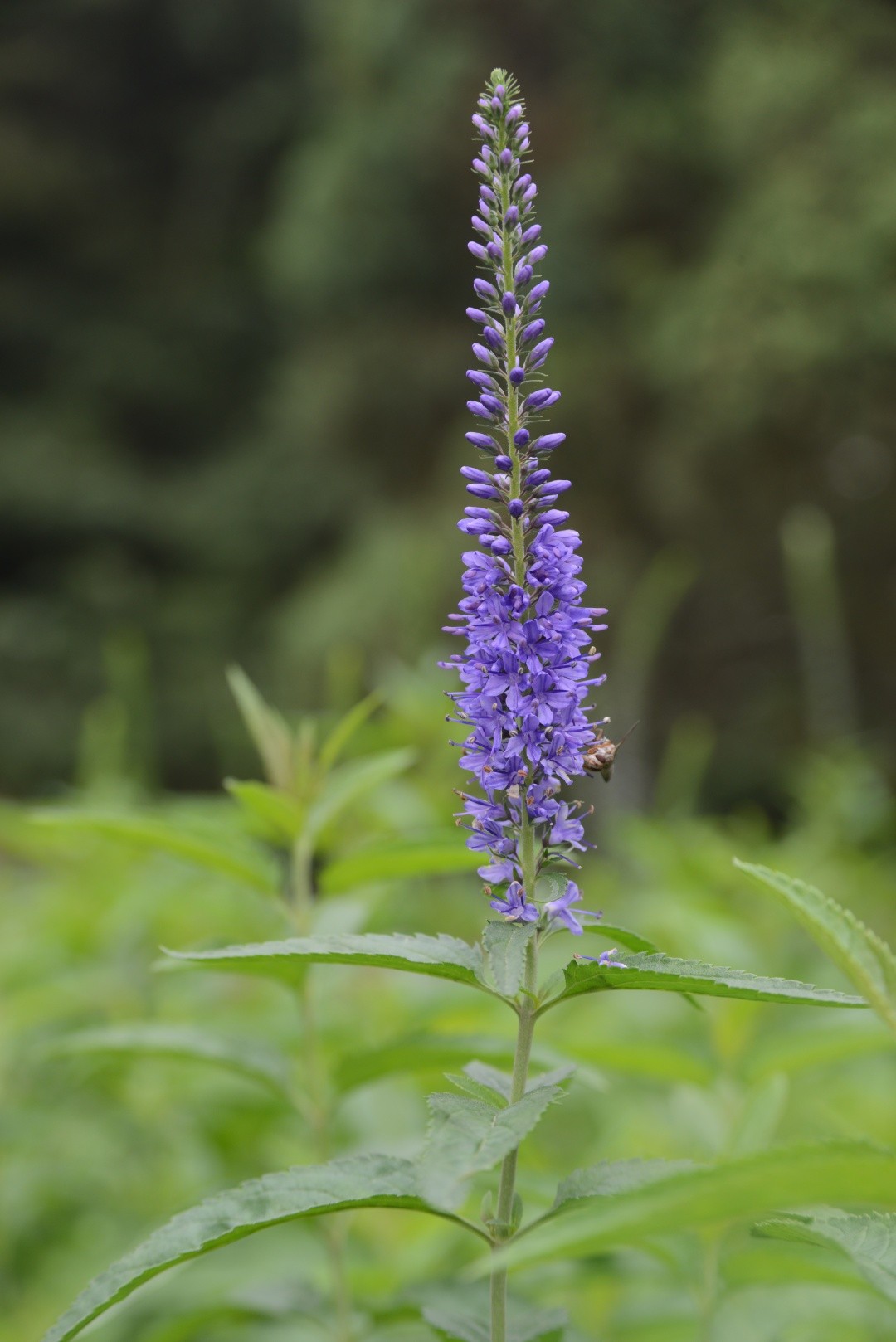 PictureThis - (Veronica longifolia subsp. longifolia) Veronica ...