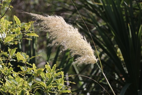 Austroderia toetoe Flower, Leaf, Uses - PictureThis